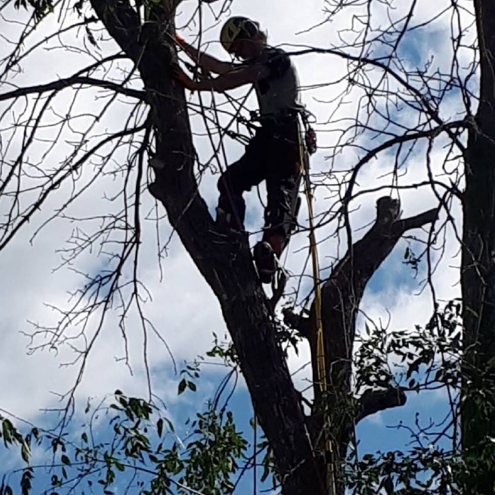 ARBORILLE - Updated February 2025 - 13 Photos - 62 Rue Saint-Georges ...