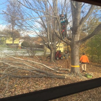 4 SEASONS TREE SERVICE - Updated November 2024 - 39 Photos & 11 Reviews ...