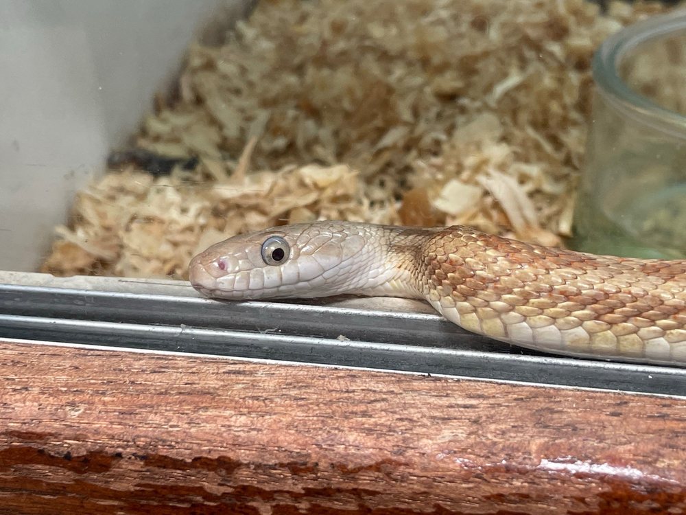 EAST BAY VIVARIUM - 425 Photos & 539 Reviews - 1827 5th St, Berkeley ...