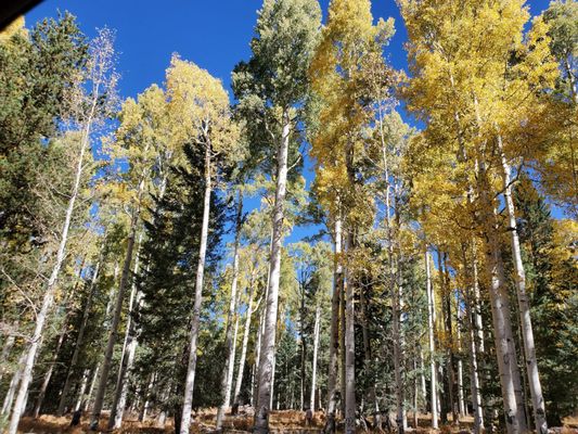 ASPEN NATURE LOOP - 42 Photos & 12 Reviews - Arizona Snowbowl ...