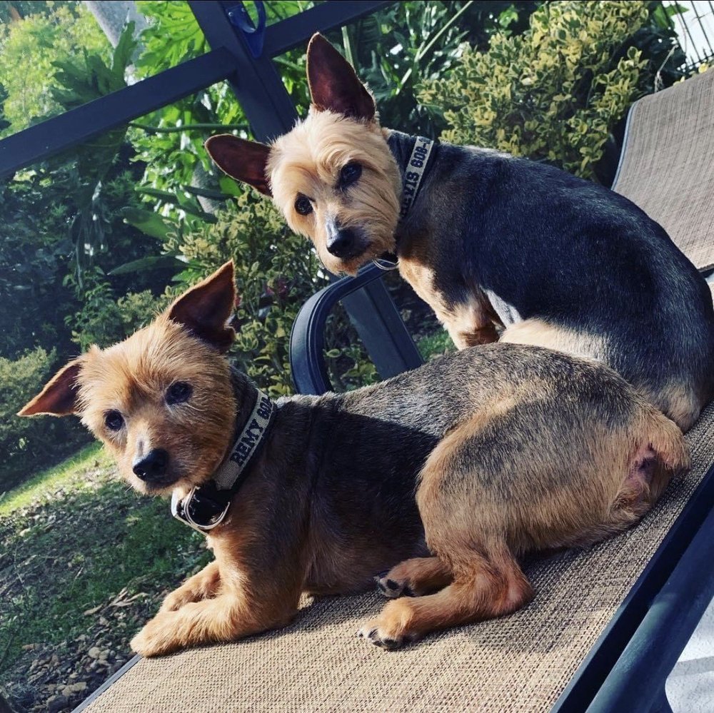 MUDDY MUTTS MOBILE DOG GROOMING - Updated December 2025 - 179 Photos ...