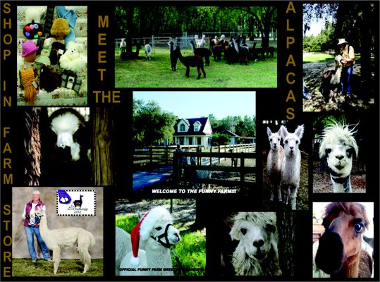 FUNNY FARM ALPACAS - Updated April 2025 - 18 Photos - 718 W Rusk Ln ...