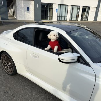 GENESIS WINDOW TINTING - Updated May 2025 - 215 Photos & 181 Reviews ...