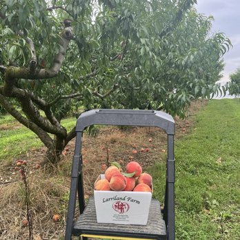 LARRILAND FARM - Updated December 2025 - 438 Photos & 217 Reviews ...
