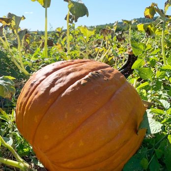 MELICK’S TOWN FARM - Updated October 2025 - 31 Photos & 35 Reviews ...