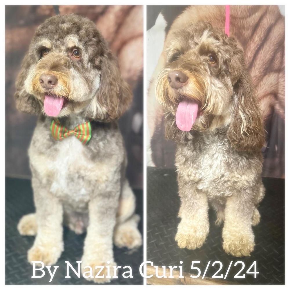 FUR PAWS - Updated November 2024 - 2987 Photos & 33 Reviews - 1211 N ...