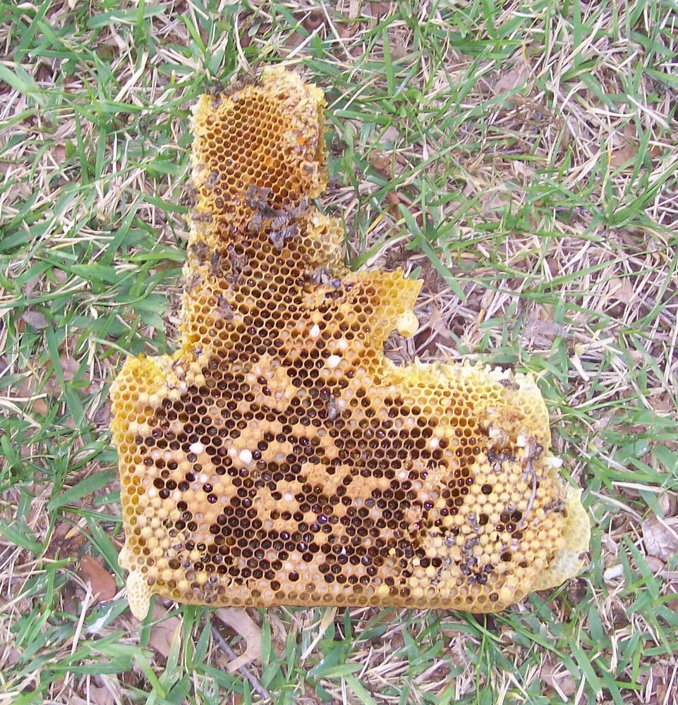 BEE BUSTERS - Updated May 2024 - 4704 Island Dr, Midland, Texas - Pest Control - Phone Number - Yelp