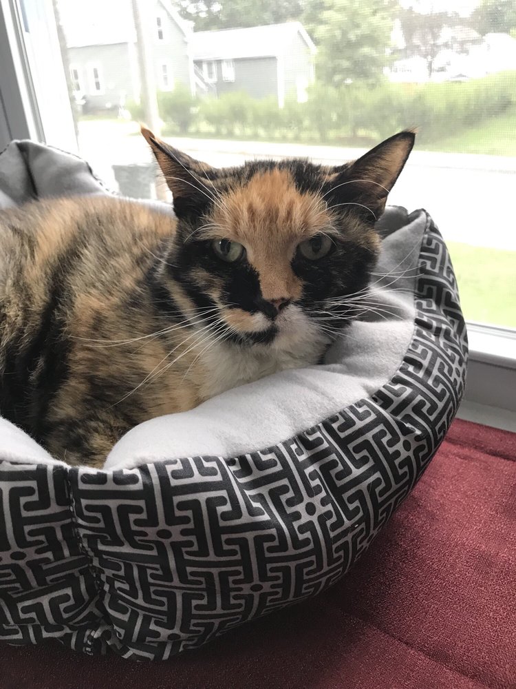 DAKIN HUMANE SOCIETY - Updated June 2026 - 30 Photos & 28 Reviews - 171 ...