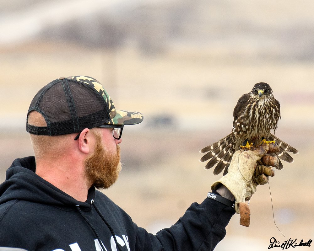 HAWK FORCE - 14 Photos - Davis, California - Wildlife Control - Phone ...