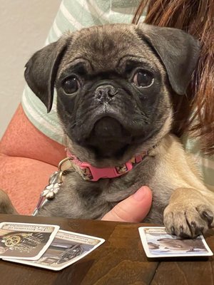 PERRIS ANIMAL HOSPITAL - Updated April 2026 - 48 Photos & 84 Reviews ...