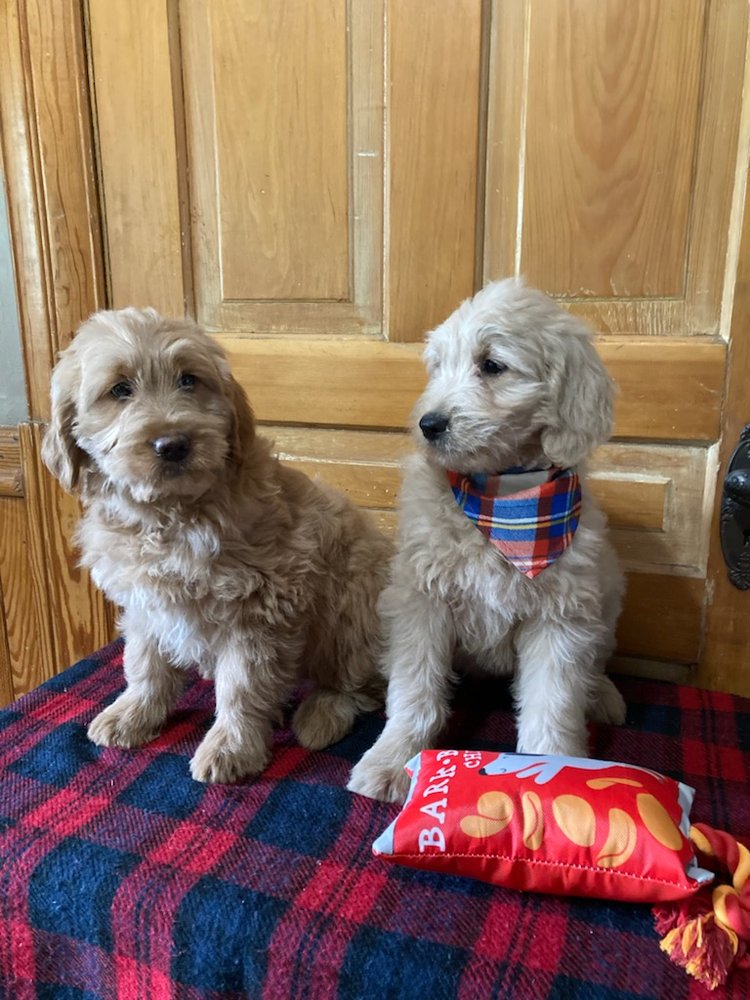 PLAYFUL PALS MINI GOLDENDOODLES & MORE - Updated March 2024 - Request ...