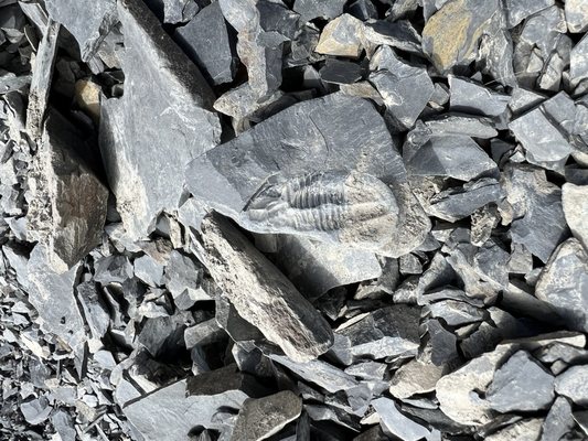 U-DIG FOSSILS - Updated October 2025 - 58 Photos & 31 Reviews - Death ...