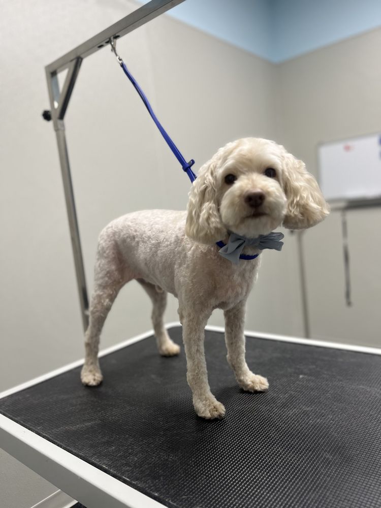 THE HAPPY DOG HOTEL - Updated May 2024 - Request an Appointment - 12 ...