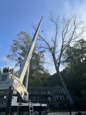 JJ TREE SERVICE - Updated October 2025 - 17 Photos - Gibsonia ...