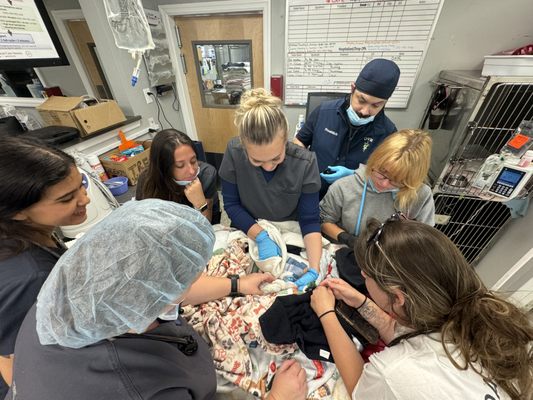 CAPE VETERINARY HOSPITAL - Updated December 2025 - 47 Photos & 41 ...