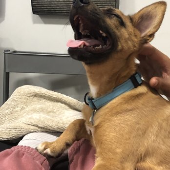 RUFF HOUSE RESCUE - Updated June 2025 - 146 Photos & 170 Reviews - West ...