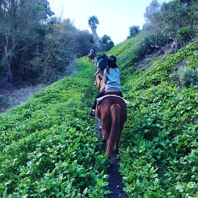 PALOS VERDES HORSE RENTALS - Updated November 2024 - 149 Photos & 103 ...