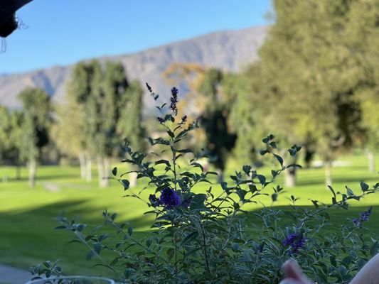 THE PAUMA VALLEY COUNTRY CLUB - Updated January 2026 - 32 Photos & 10 ...