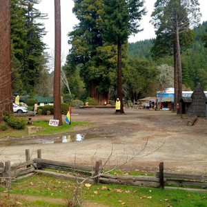 GRANDFATHER TREE - 98 Photos & 20 Reviews - 779 N Hwy 101, Piercy ...