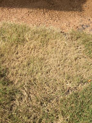 KING RANCH TURFGRASS - Updated December 2025 - 26 Photos & 65 Reviews ...