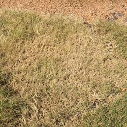 KING RANCH TURFGRASS - 26 Photos & 57 Reviews - Austin, Texas ...