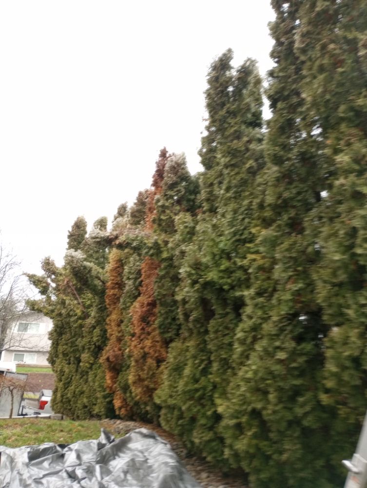 SCHNEIDER’S TREE TRIMMING - Updated December 2024 - Portland, Oregon ...
