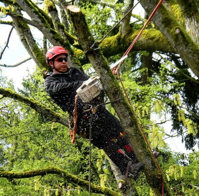 BALLARD TREE SERVICE - Updated December 2025 - 31 Photos & 98 Reviews ...