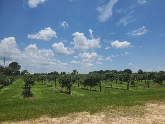 HENSCRATCH FARMS - Updated July 2025 - 40 Photos & 12 Reviews - 980 ...