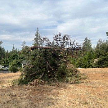 LOGGIN’ LOGAN TREE SERVICE - Updated October 2025 - 11 Reviews - Pine ...