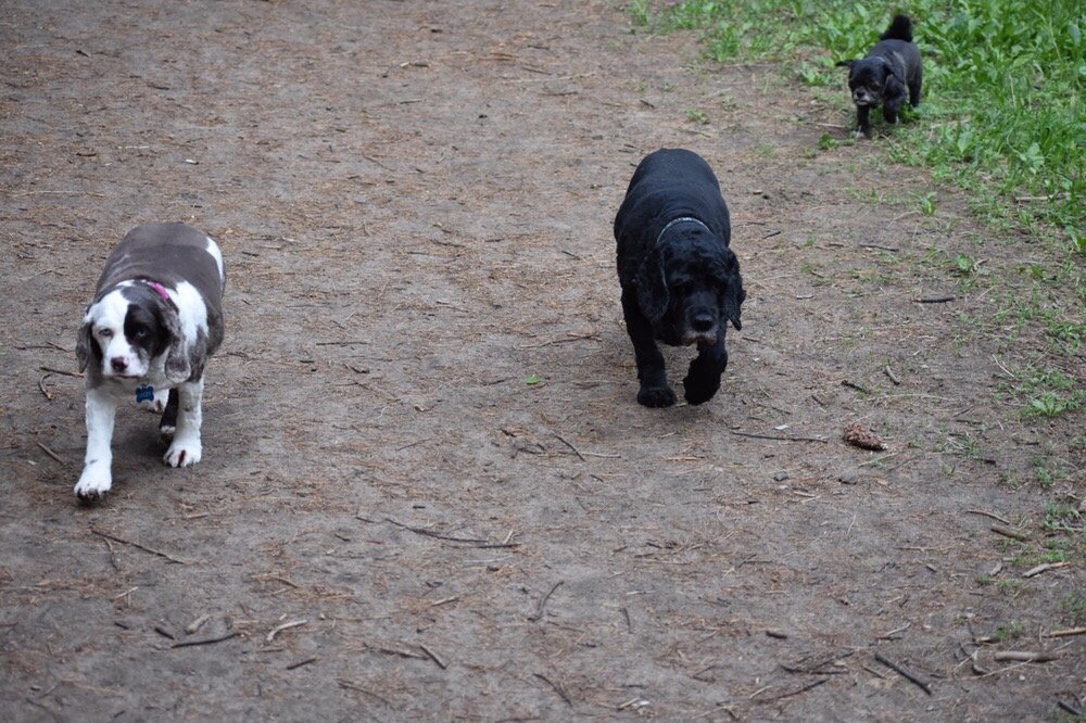 CANADIAN AUTO MALL - Updated December 2025 - 6 Cedarow Court, Ottawa ...