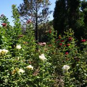UCR BOTANIC GARDENS - 580 Photos & 119 Reviews - 1 Botanic Gardens Dr ...