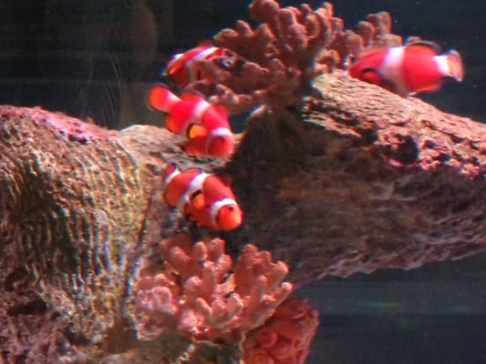 SEA LIFE ARIZONA AQUARIUM - 412 Photos & 292 Reviews - Aquariums - 5000 ...