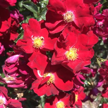 TESTA VINEYARDS - Updated December 2025 - 113 Photos & 49 Reviews ...