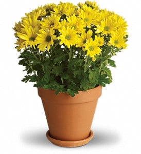 DUNCAN’S FLORIST SHOP - Updated May 2026 - 17 Reviews - 9170 Hess St ...