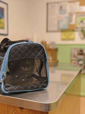 MADERA VETERINARY HOSPITAL - Updated December 2025 - 17 Reviews - 7681 ...