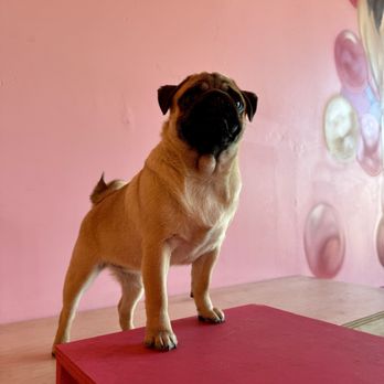 CUPPA PUG - Updated December 2025 - 199 Photos & 82 Reviews - 607 W 9th ...