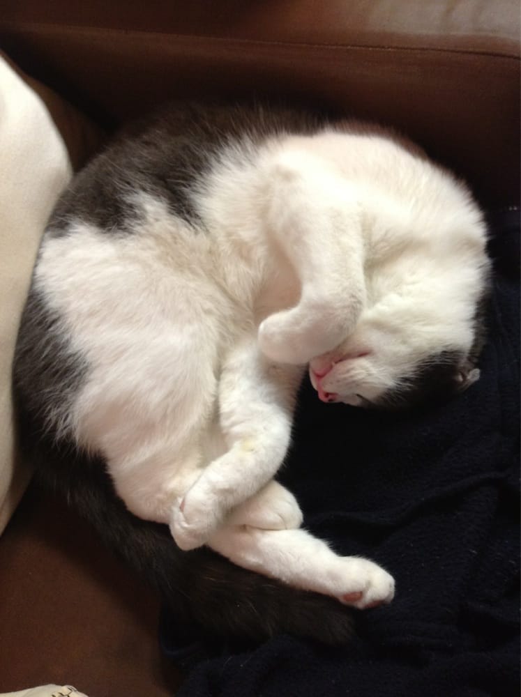 CENTRAL COWICHAN ANIMAL HOSPITAL - Updated January 2026 - 5777 Trans ...