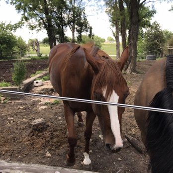 WILD ROSE EQUINE CENTER - Updated October 2025 - 52 Photos & 22 Reviews ...