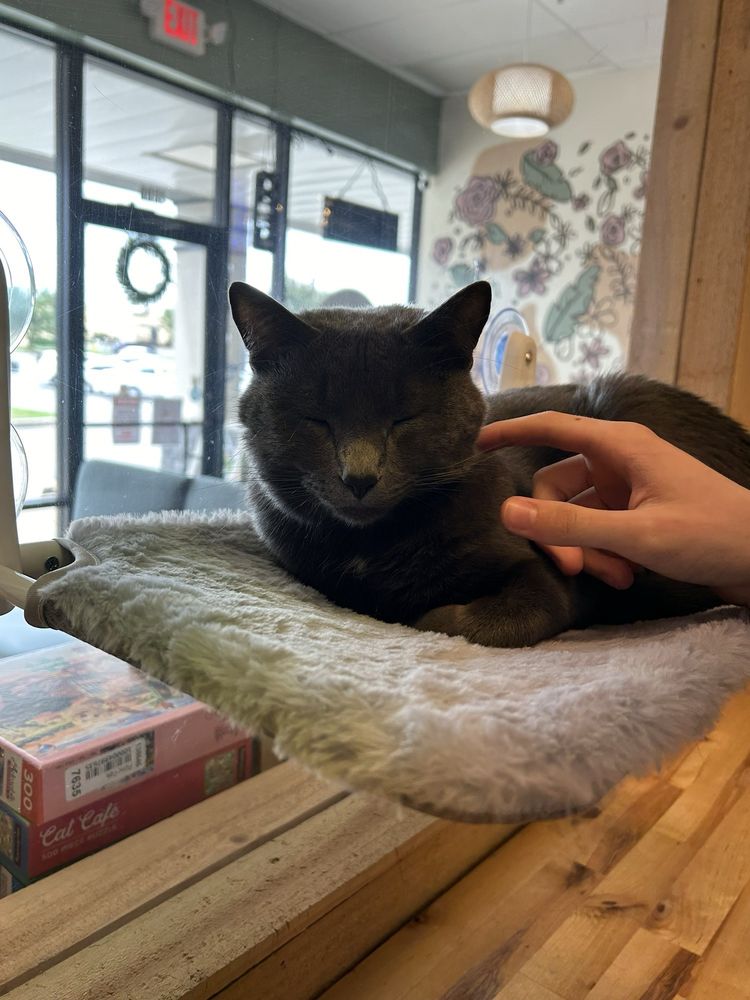 GIBSON’S CAT CAFÉ - Updated December 2024 - 3820 Dave Ward Dr, Conway ...