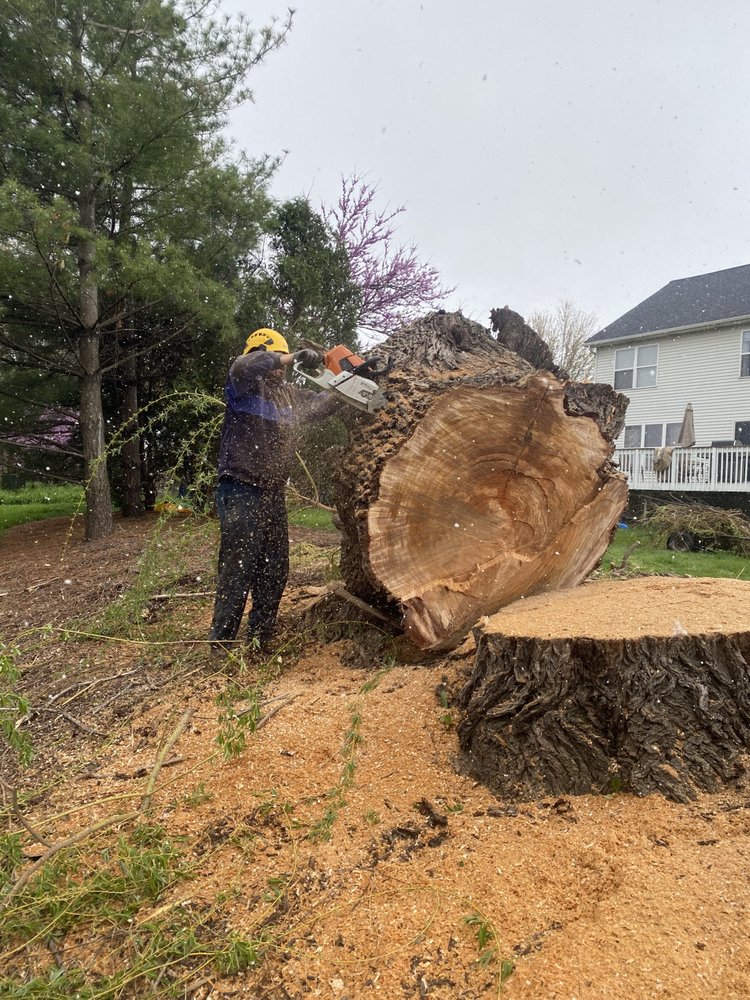 BROTHERS TREE SERVICES - Updated August 2025 - Aurora, Illinois - Tree ...