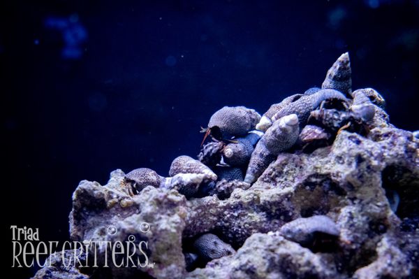 TRIAD REEF CRITTERS - Updated January 2026 - 365 Photos & 25 Reviews ...