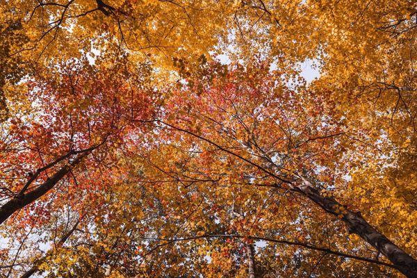 CARPENTER LAKE NATURE PRESERVE - Updated May 2025 - 152 Photos & 46 ...