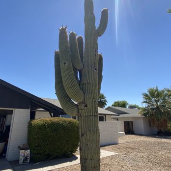 ROADRUNNER CACTUS - Updated December 2025 - 38 Photos & 15 Reviews ...