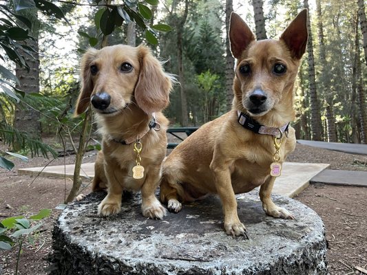 WAʻAHILA RIDGE STATE RECREATION AREA - Updated July 2025 - 750 Photos ...