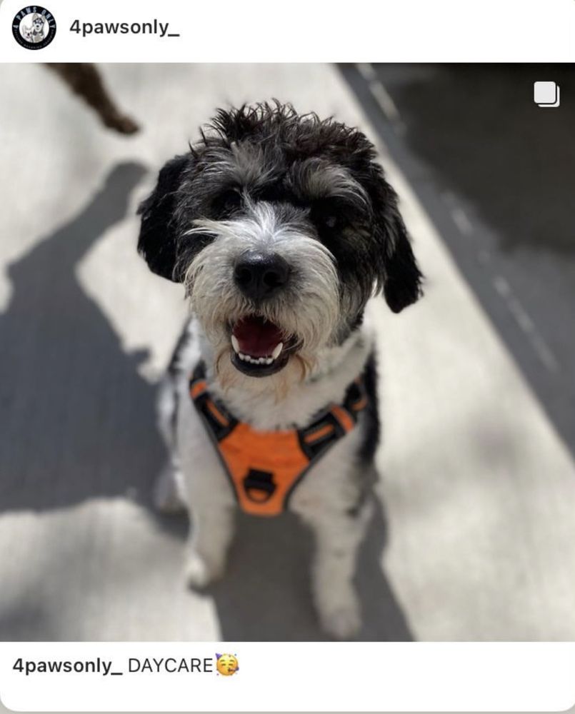 4 PAWS ONLY - Updated November 2024 - 15 Photos & 15 Reviews - 246 Main ...