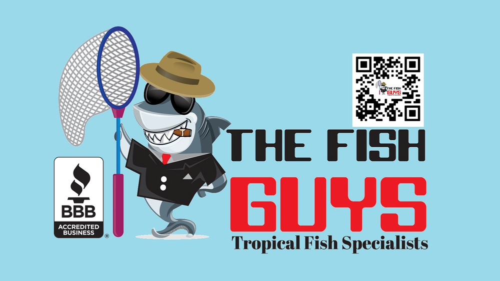 THE FISH GUYS - Updated September 2024 - 10 Photos - 1472 W Sylvania ...