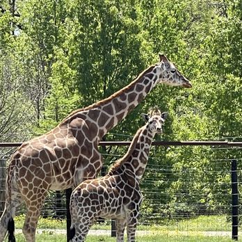 GONE WILD SAFARI - Updated December 2025 - 41 Photos & 16 Reviews - 805 ...