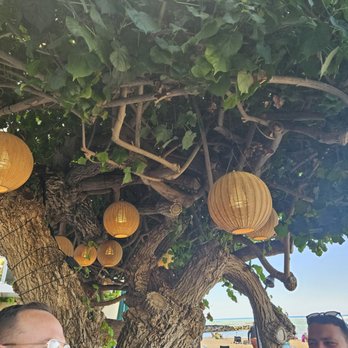 HAU TREE - Updated April 2025 - 2703 Photos & 857 Reviews - 2863 ...