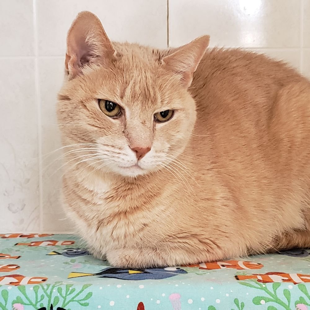 THE CAT CHALET - 38 Photos & 12 Reviews - 551 State Rt 10, Randolph ...