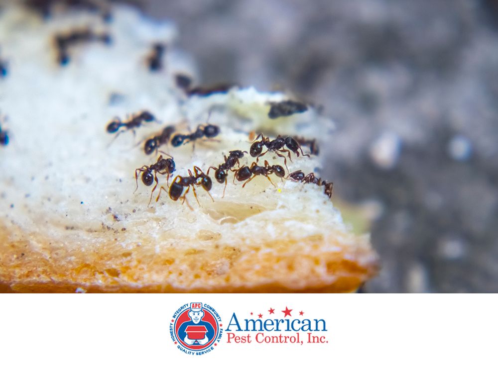 AMERICAN PEST CONTROL - Updated January 2026 - 13 Photos & 15 Reviews ...